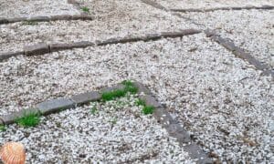 How to Use Seashells in Your Garden: 10 Creative Ideas