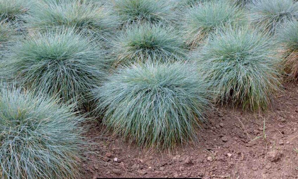 What Are Fine Fescues? – Know About Fine Fescue Grasses