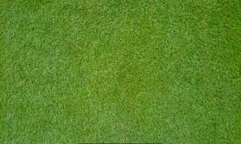 When Should You Plant Bermuda Grass: A Complete Guide